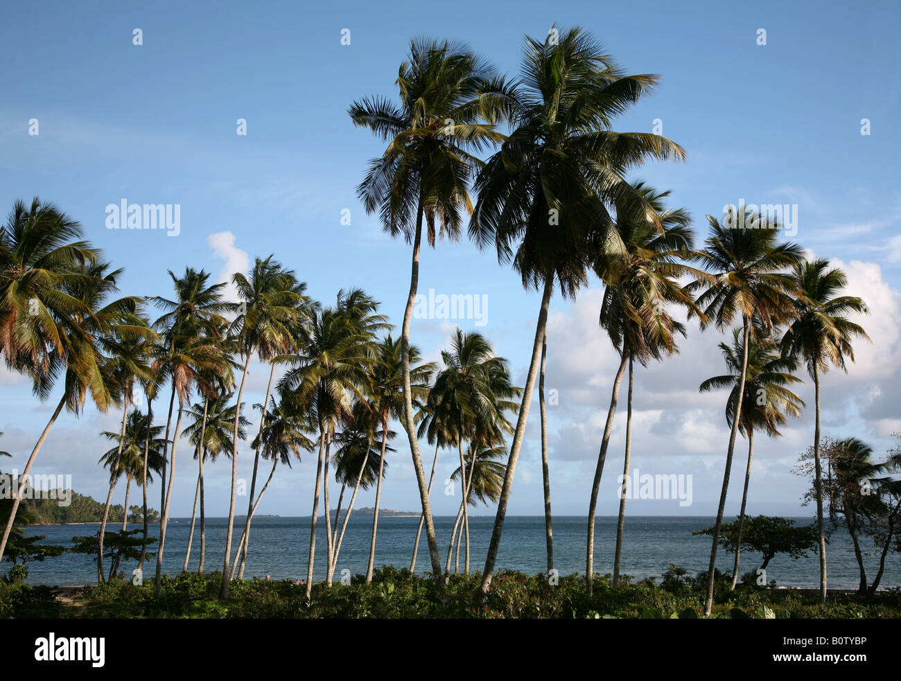 Palm Trees on the beach Playa Anadel on the Samana Peninsula, Dominican ...