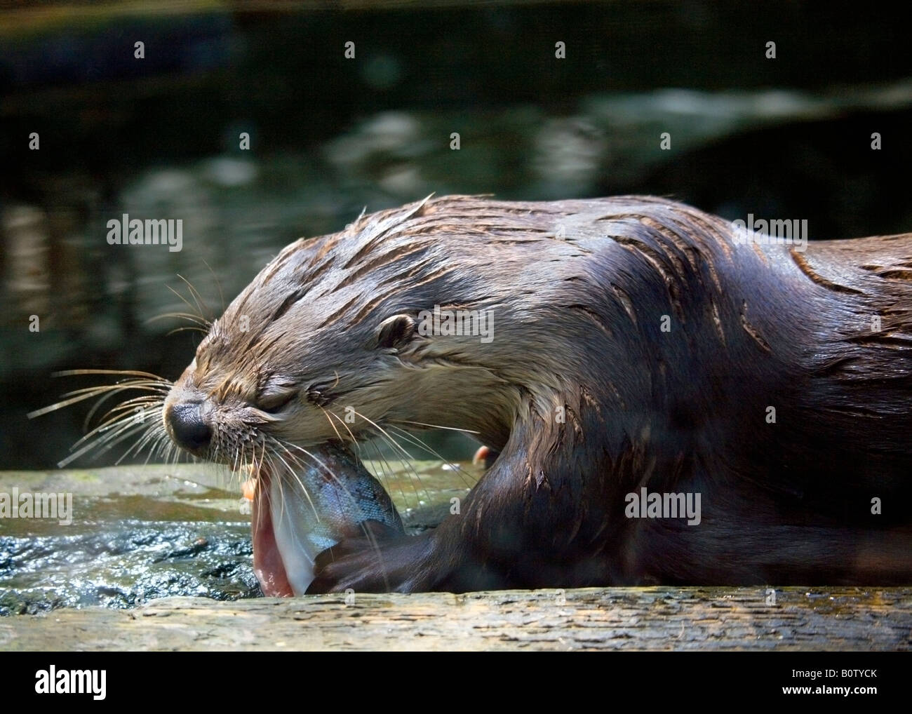 North American River Otter (lontra canadensis) eating fish Stock Photo ...