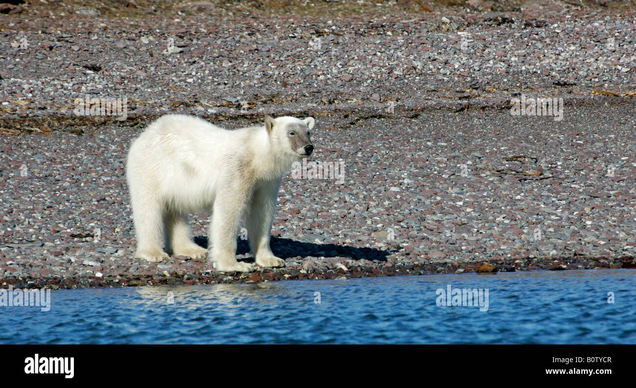 Female polar bear on hi-res stock photography and images - Alamy