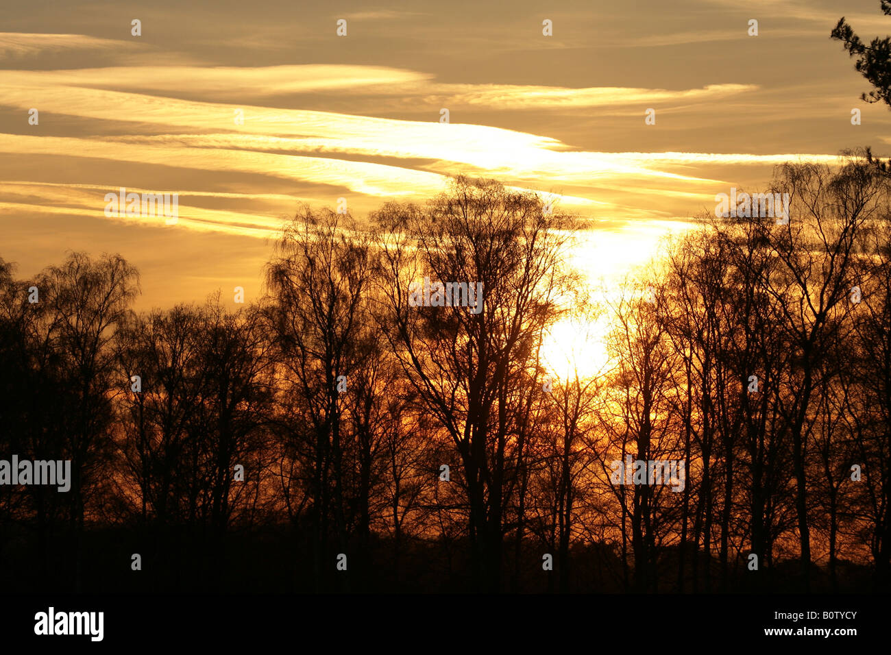 Trees at sunset Stock Photo - Alamy