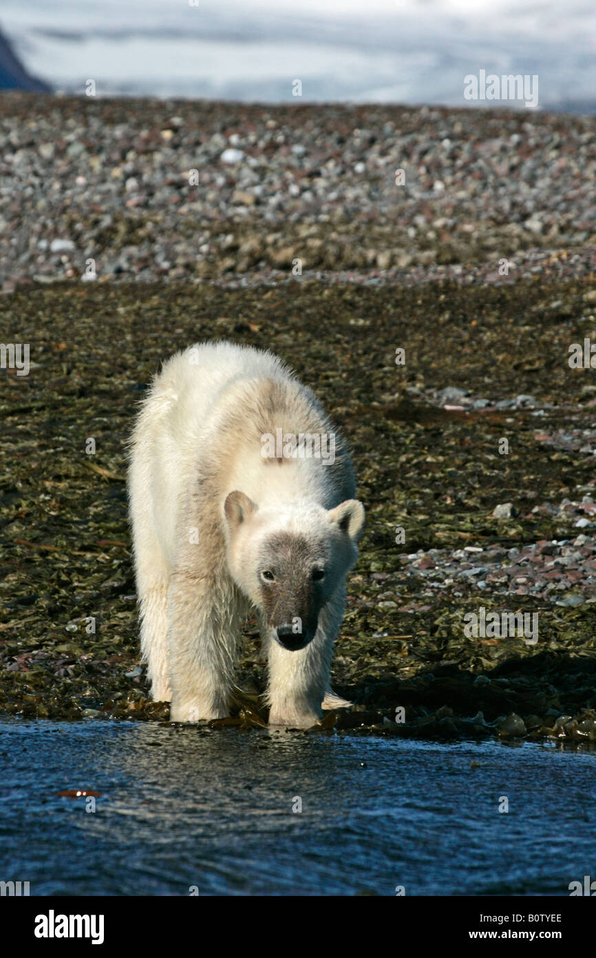 Female polar bear on hi-res stock photography and images - Alamy