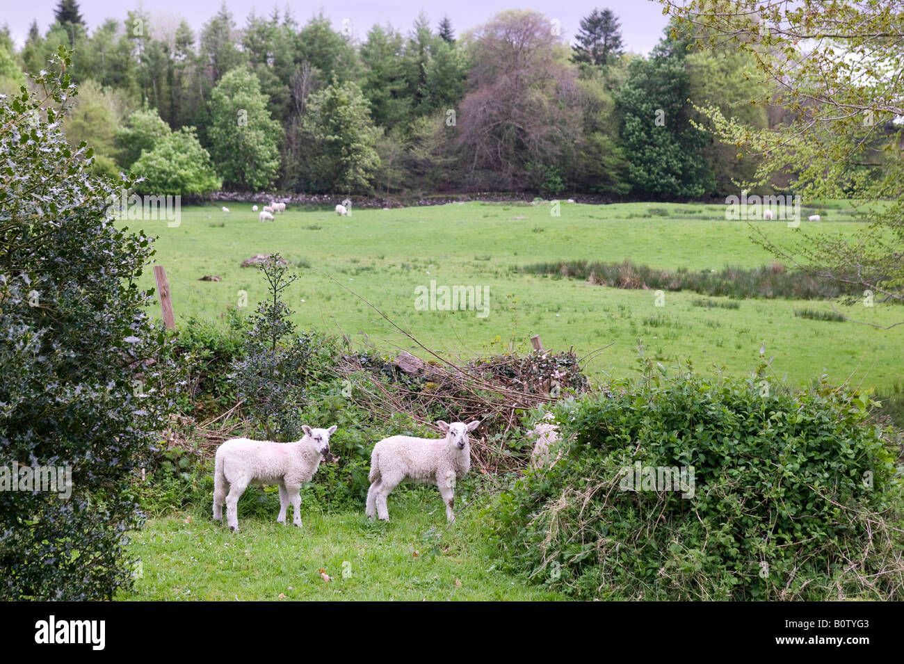 Sheep in garden hi-res stock photography and images - Alamy