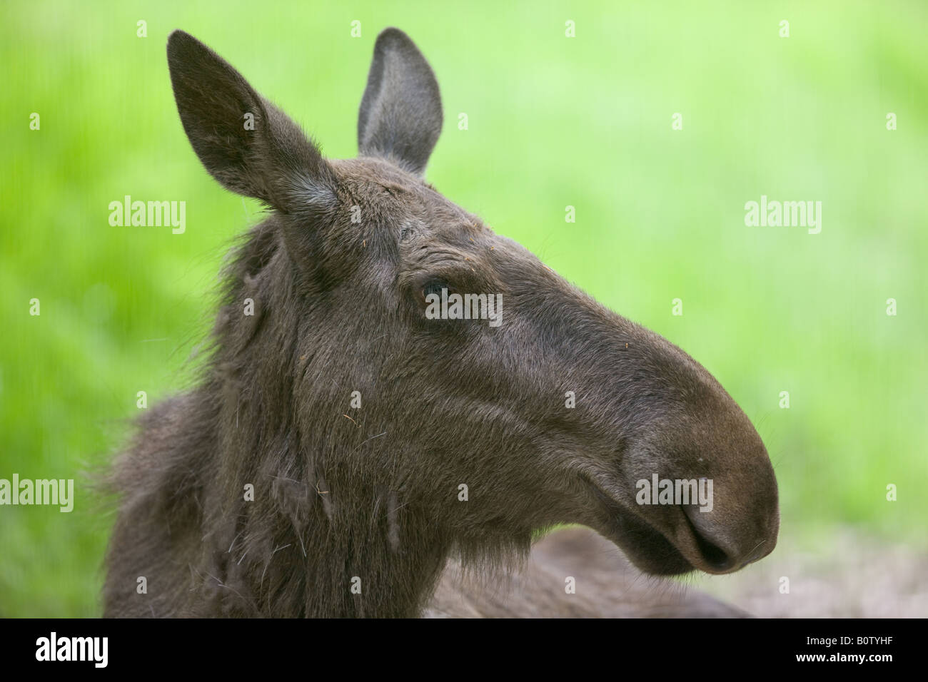 Female moose hi-res stock photography and images - Alamy