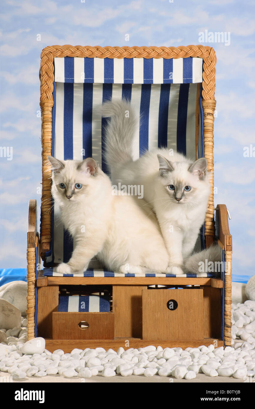 two young Sacred cats of Burma in beach chair Stock Photo - Alamy