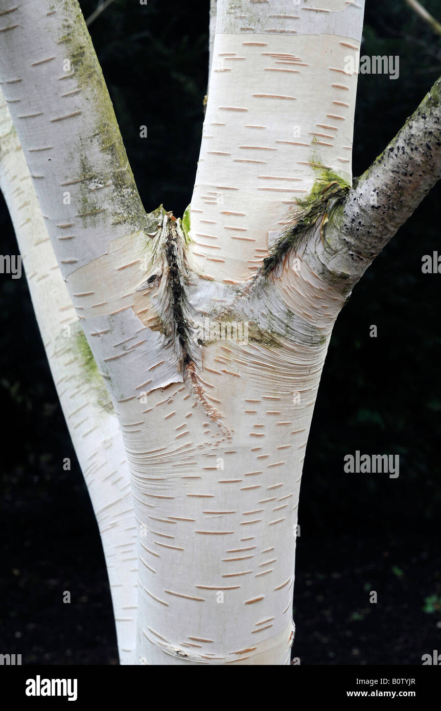 White birch tree trunk on black background Stock Photo - Alamy