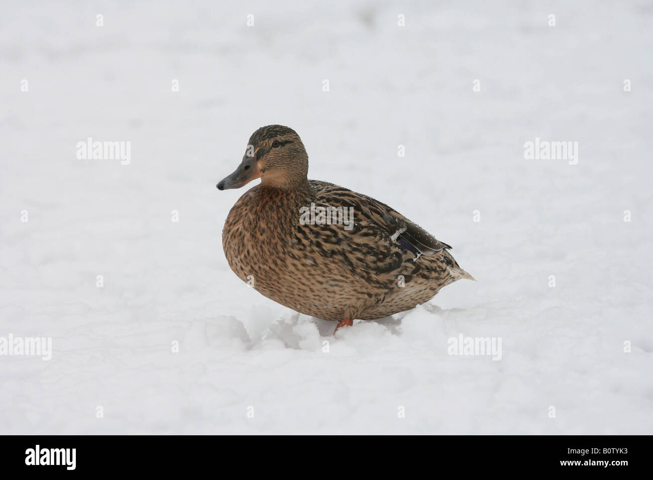Female Mallard duck in the snow Stock Photo - Alamy