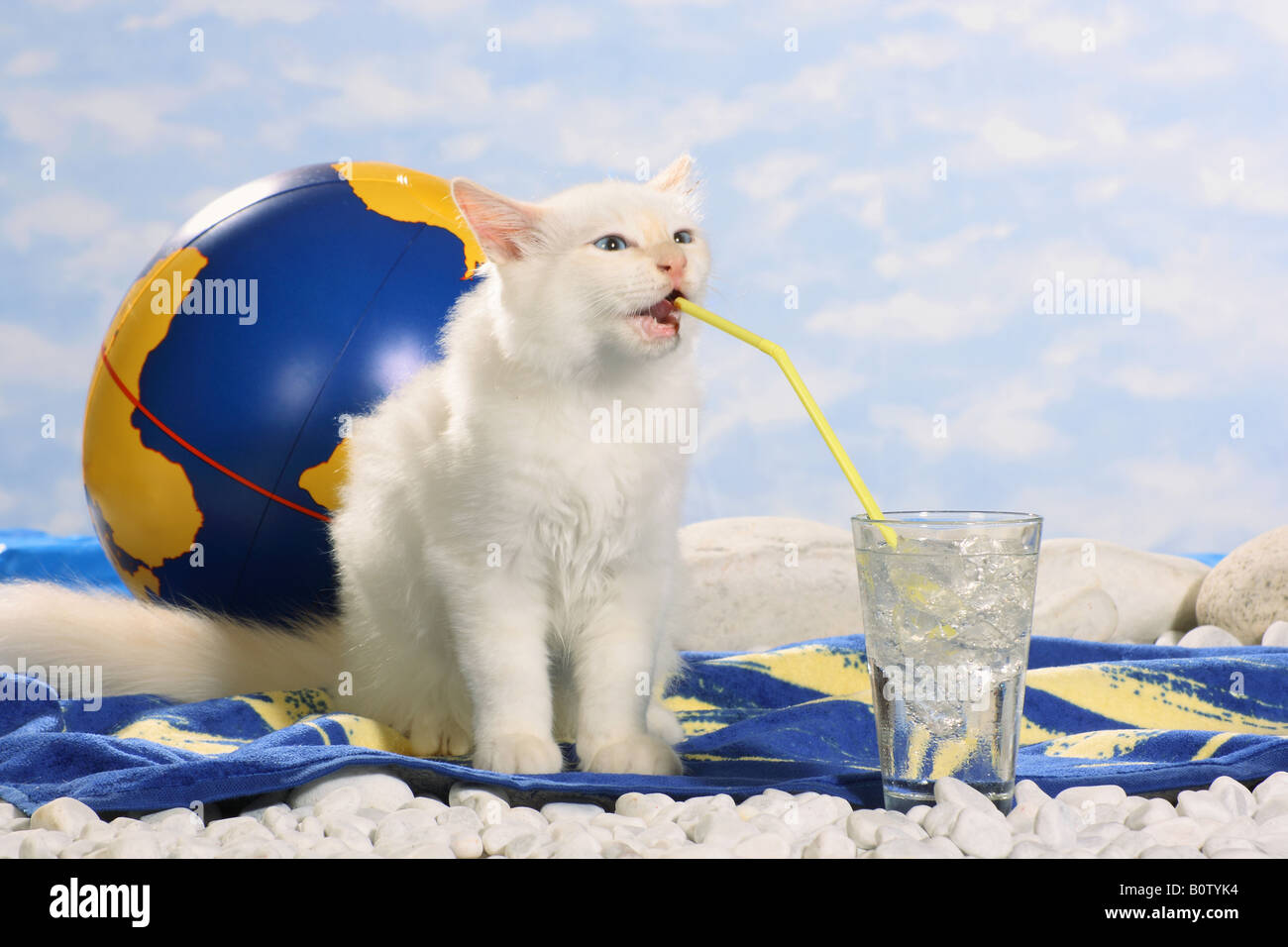 Thirsty kitten hi-res stock photography and images - Alamy