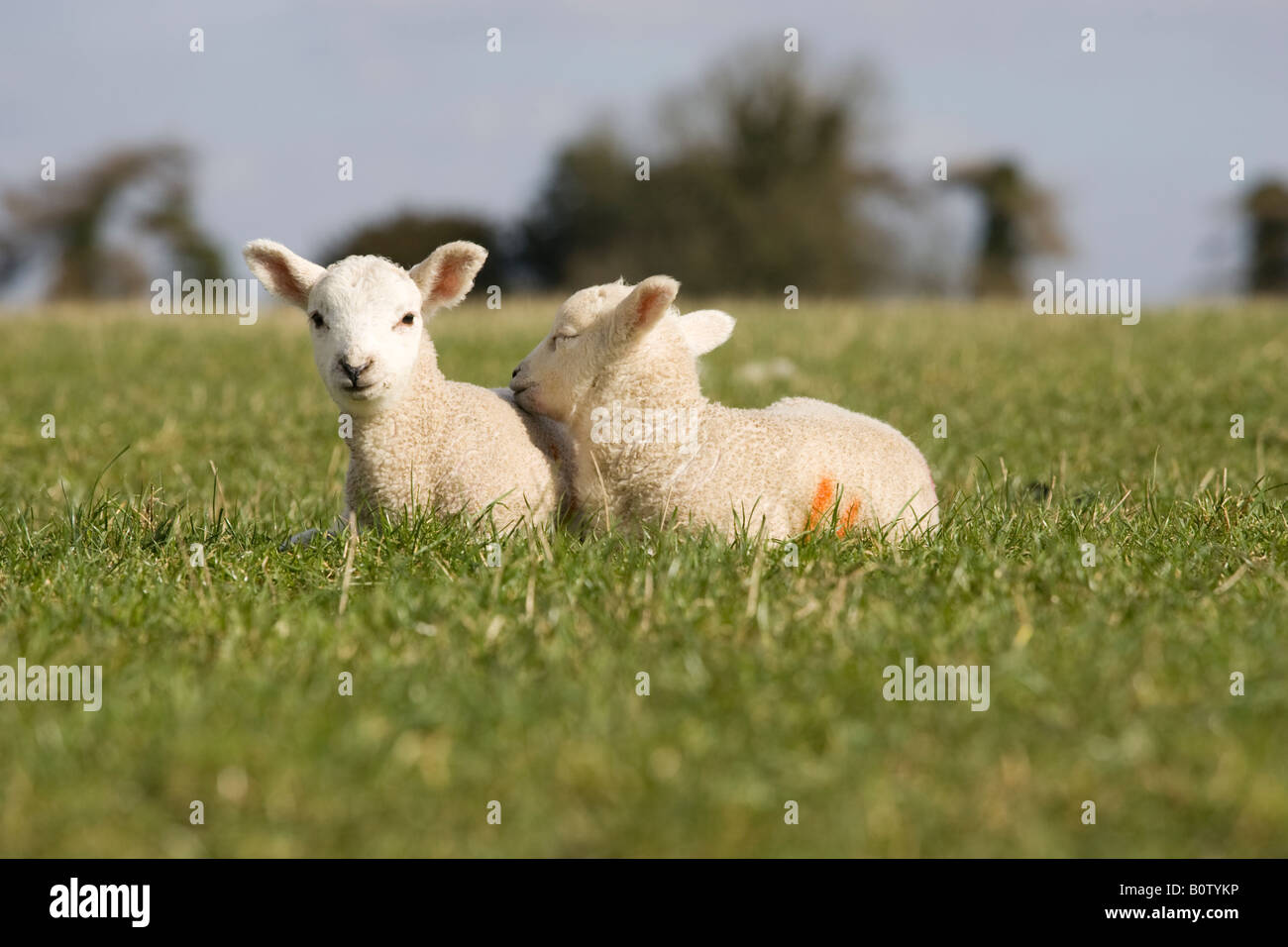 Two lambs in field Stock Photo - Alamy