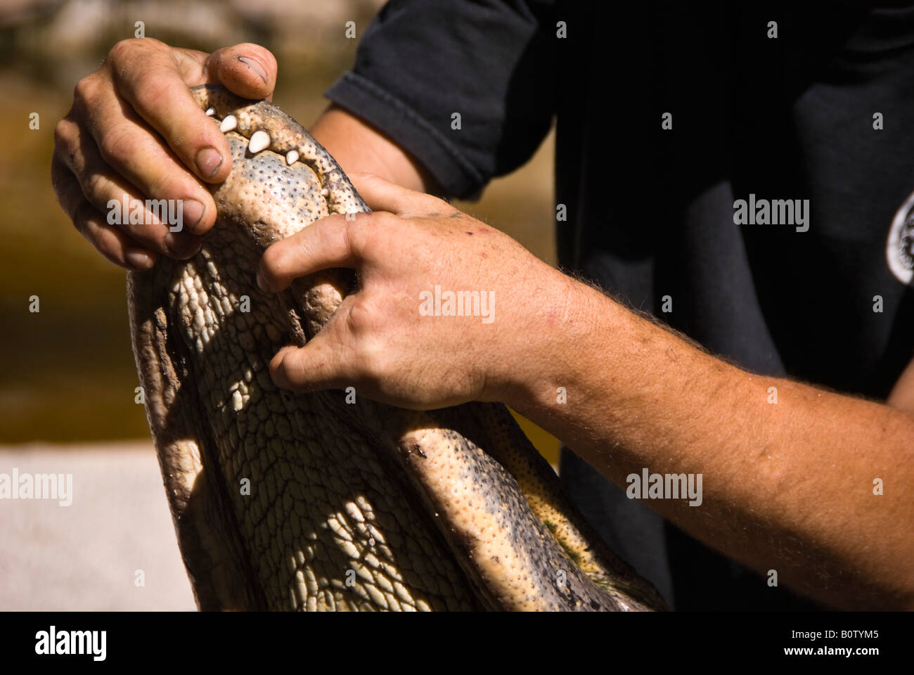Alligator wrangler in Everglades zoo Florida demonstrating gator ...