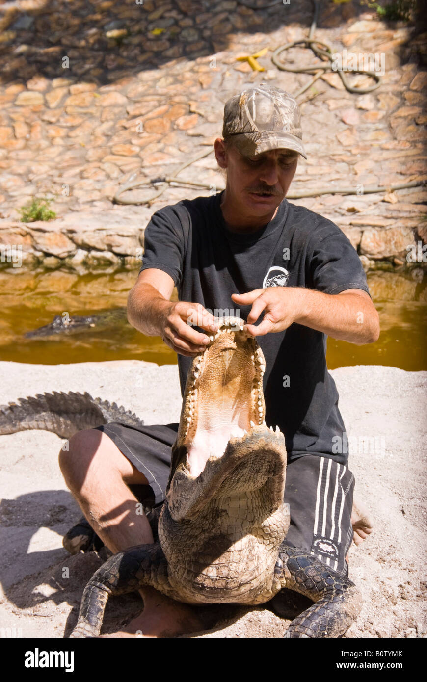 Alligator wrangler in Everglades zoo Florida demonstrating gator ...