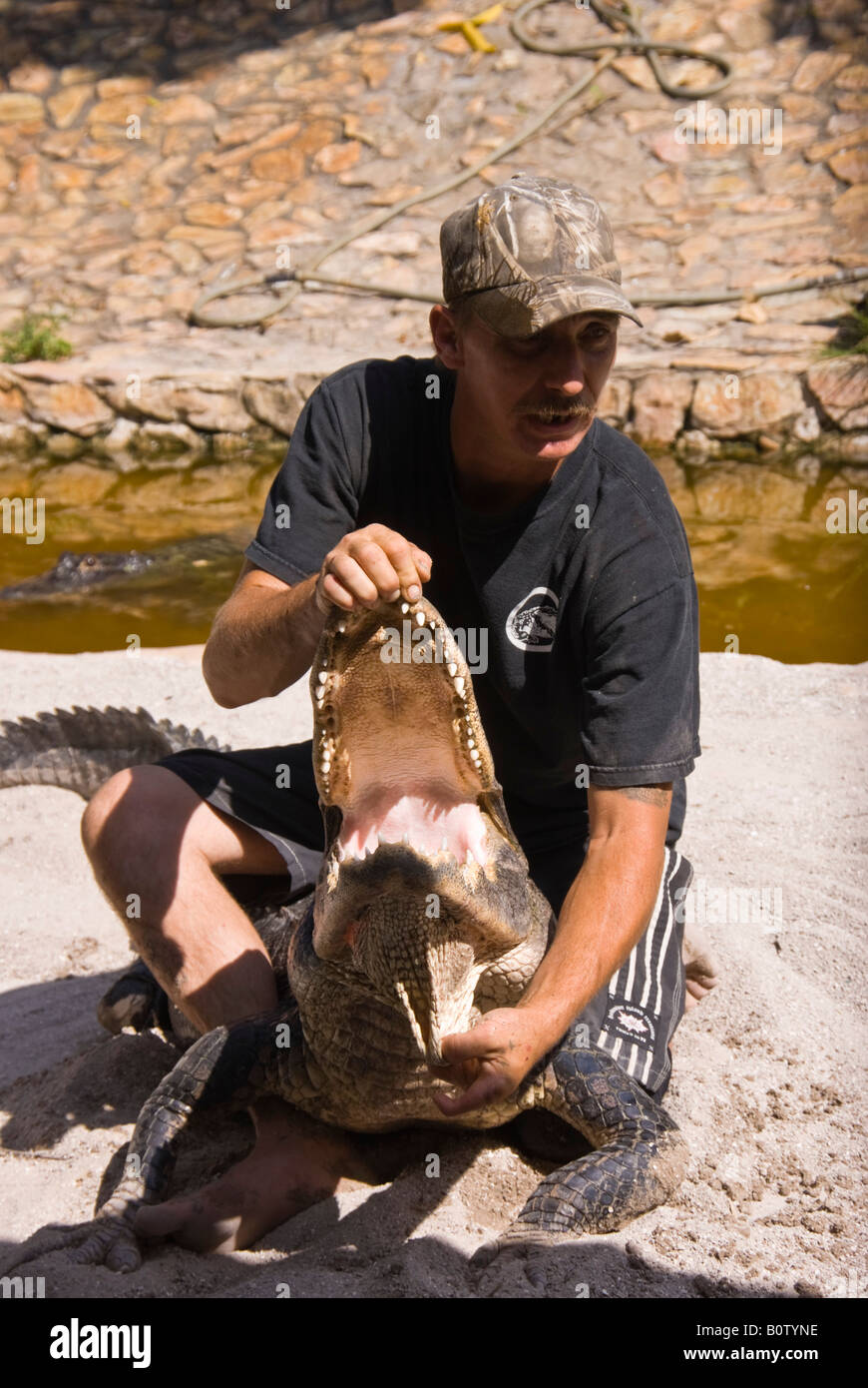 Alligator wrangler in Everglades zoo Florida demonstrating gator ...