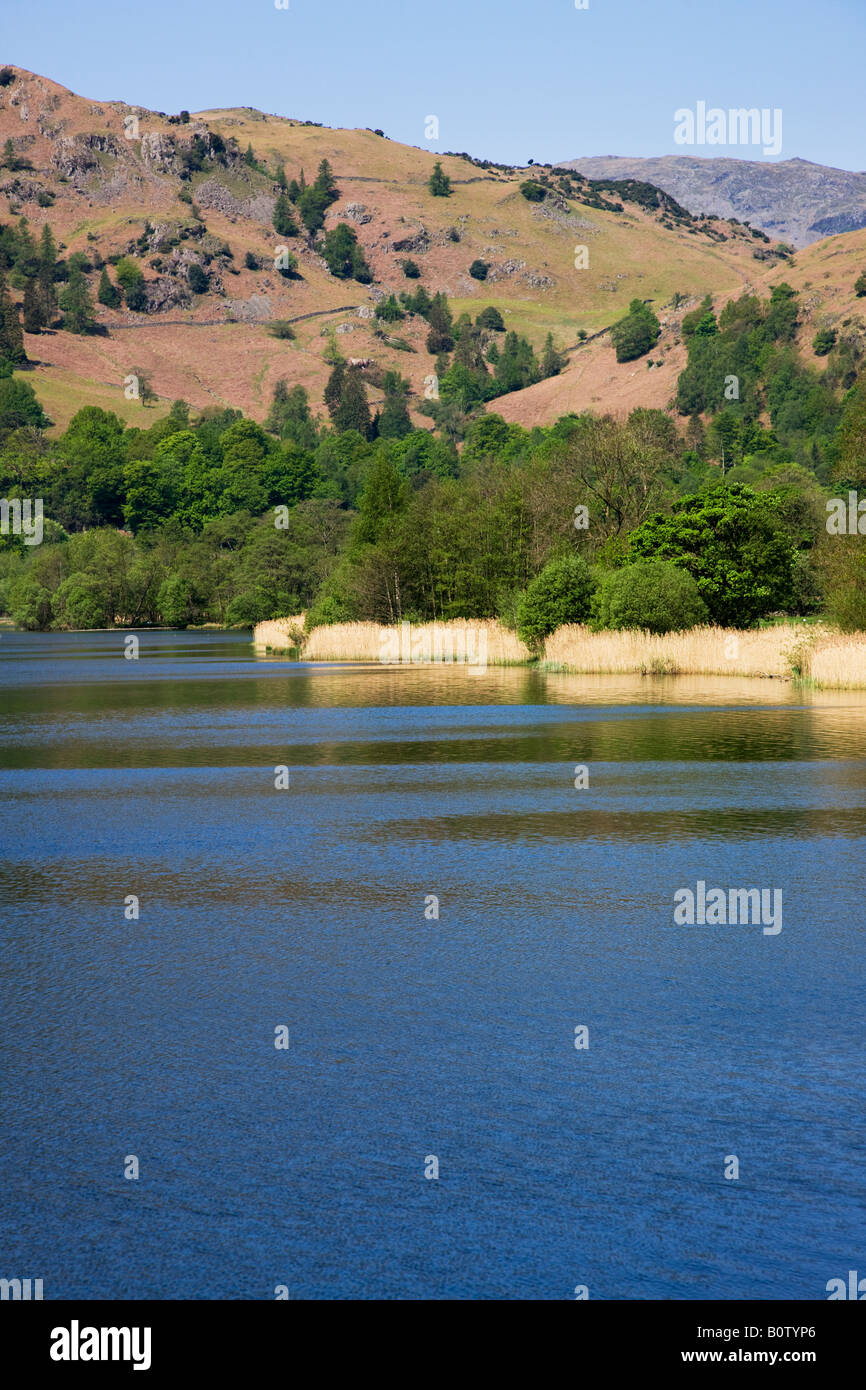 Grasmere Lake Early Spring Colours In May On Trees Reedbeds Around The ...