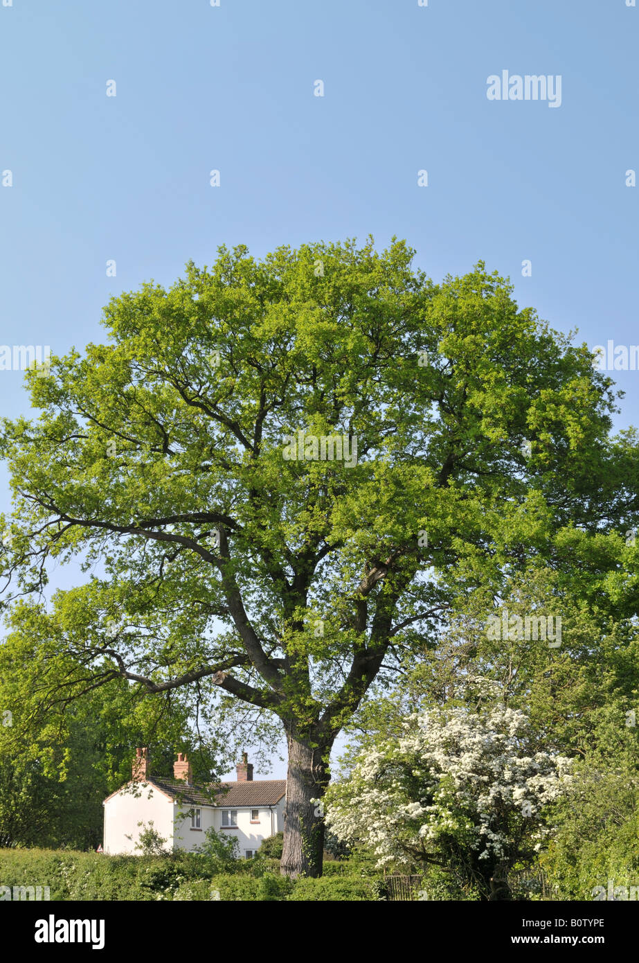 cottage or house in countryside Stock Photo - Alamy