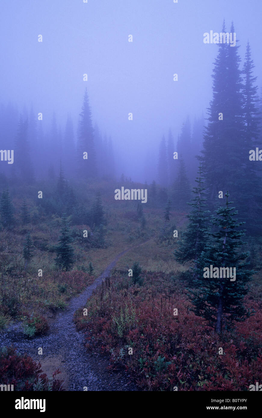 Trail in fog near Paradise, Mount Rainier National Park, Cascade ...