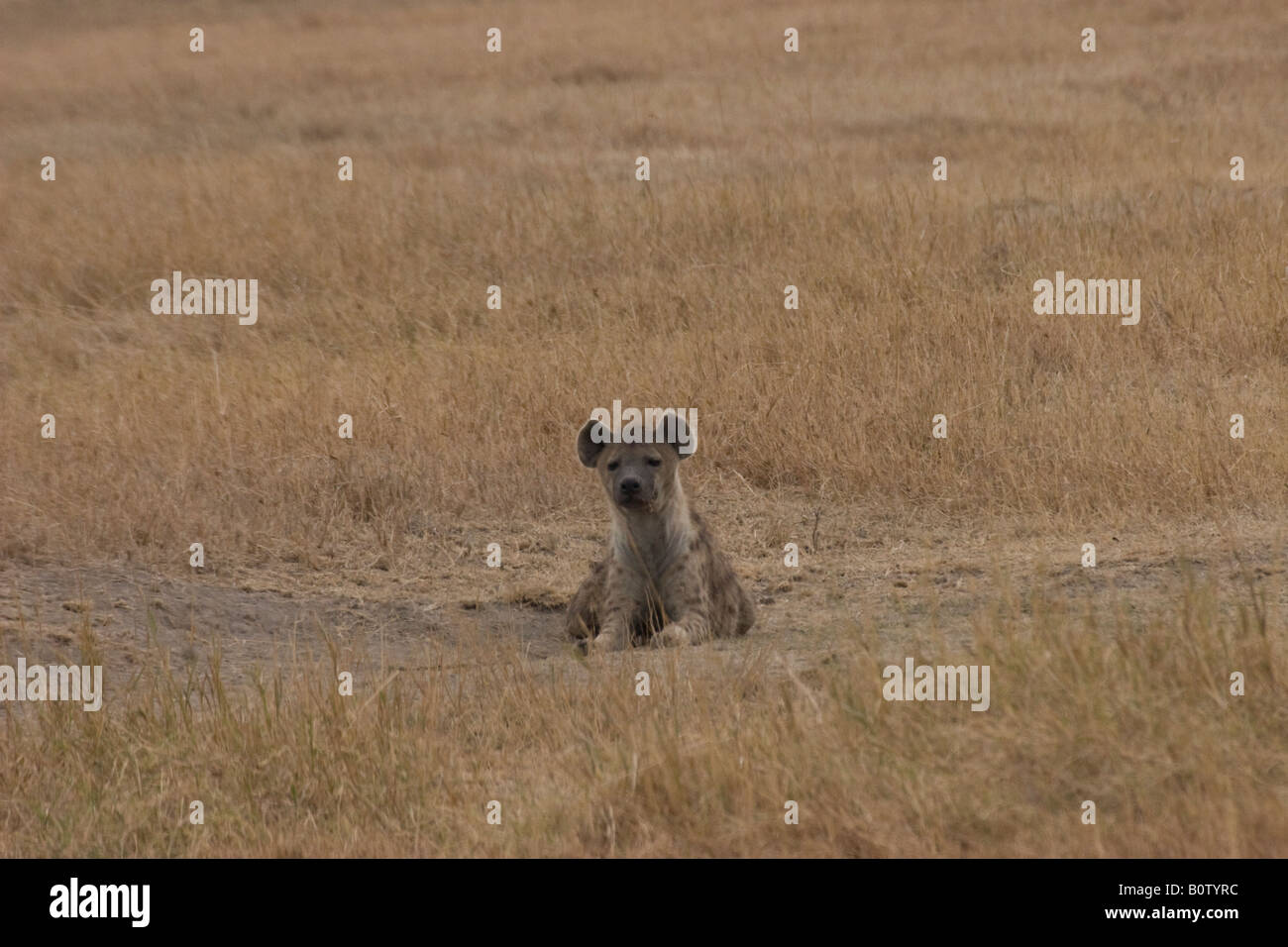 Hyena sitting in grass hi-res stock photography and images - Alamy