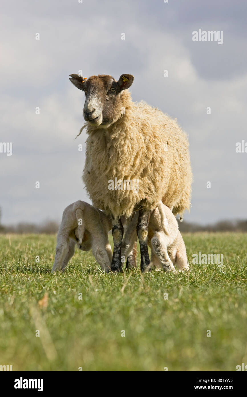 Lambs feeding from ewe Stock Photo - Alamy