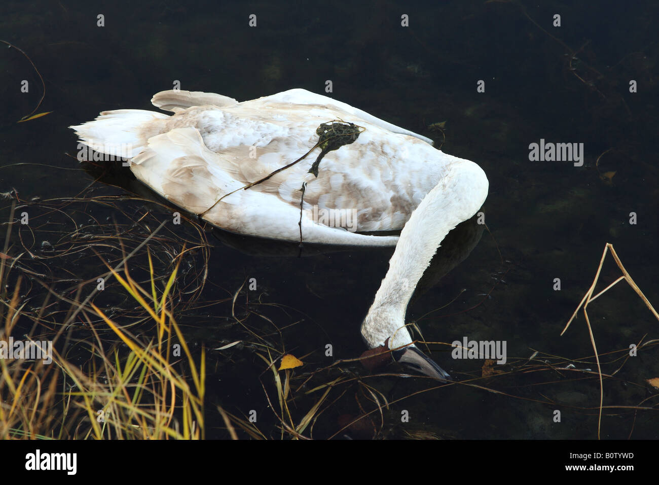 Dead swan hi-res stock photography and images - Alamy
