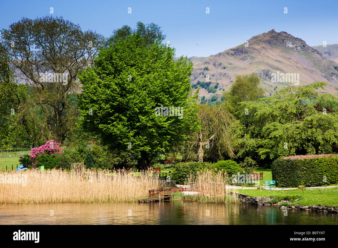 Grasmere Lake Early Spring Colours In May On Trees Reedbeds Around The ...