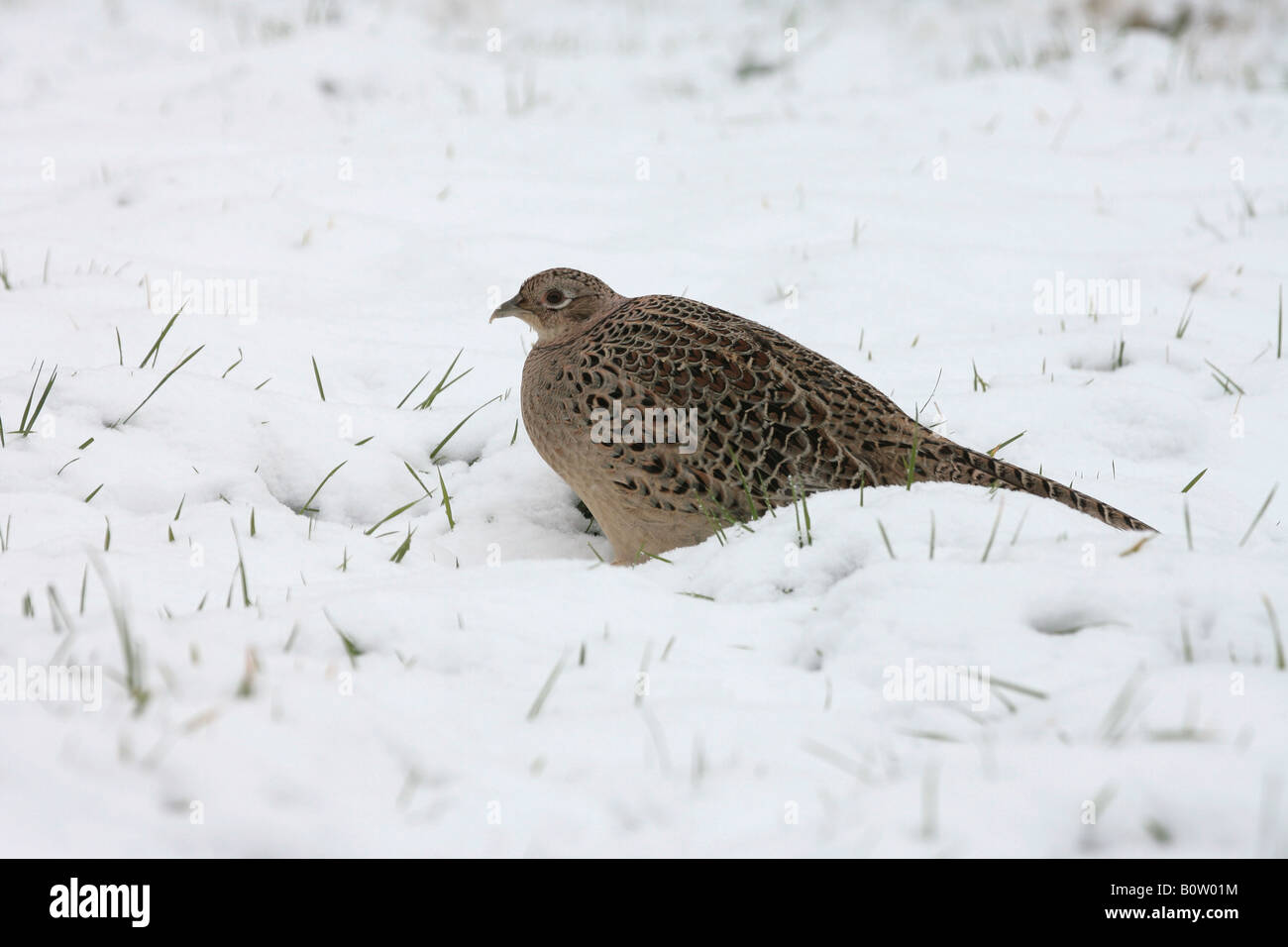 Female pheasant in the snow Stock Photo - Alamy