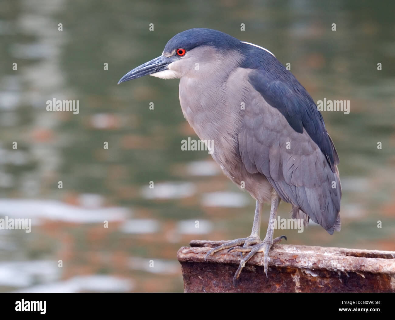 Black-Crowned Night Heron (nycticorax nycticorax), Arica, Chile Stock ...