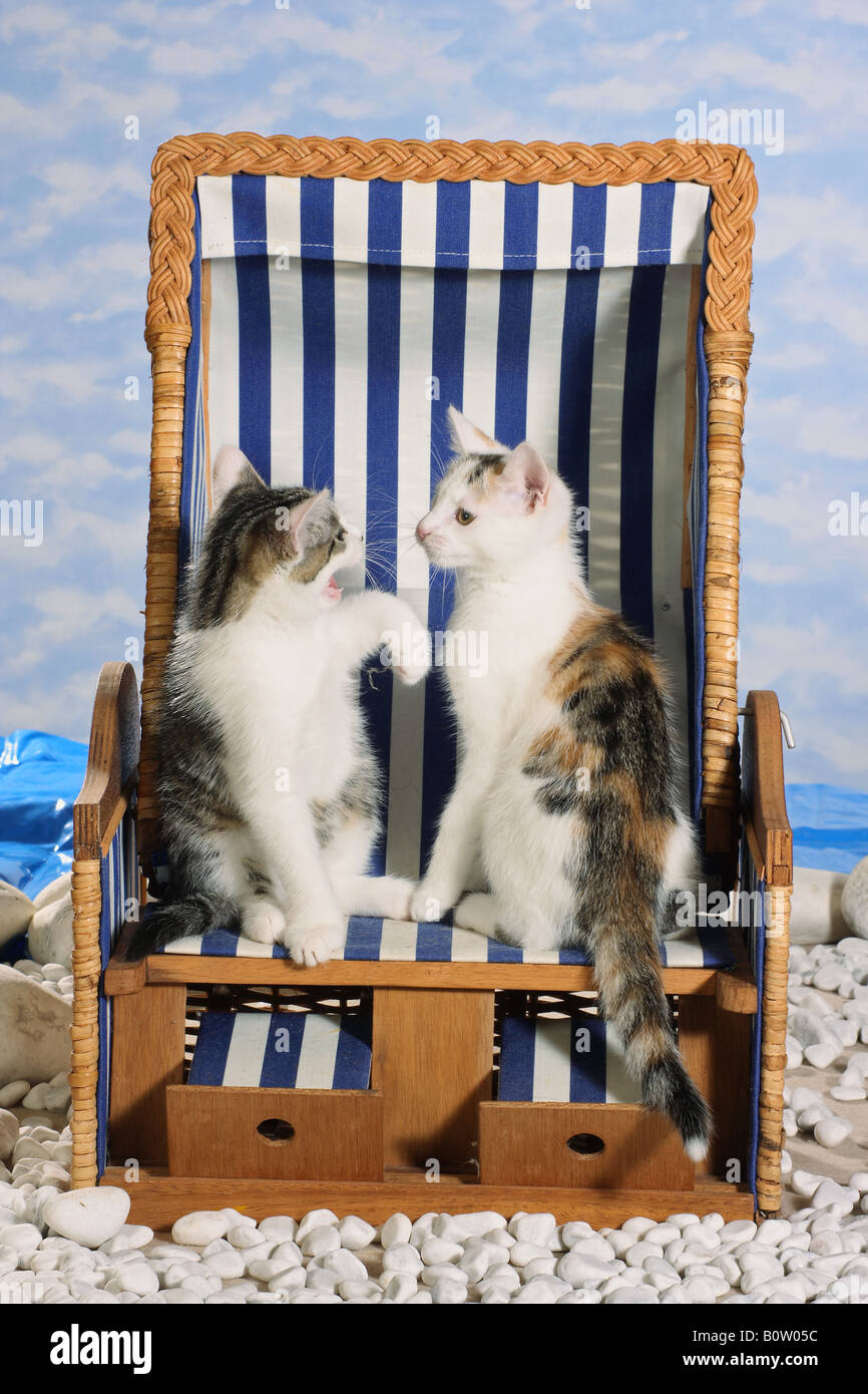 two young cats in beach chair Stock Photo - Alamy