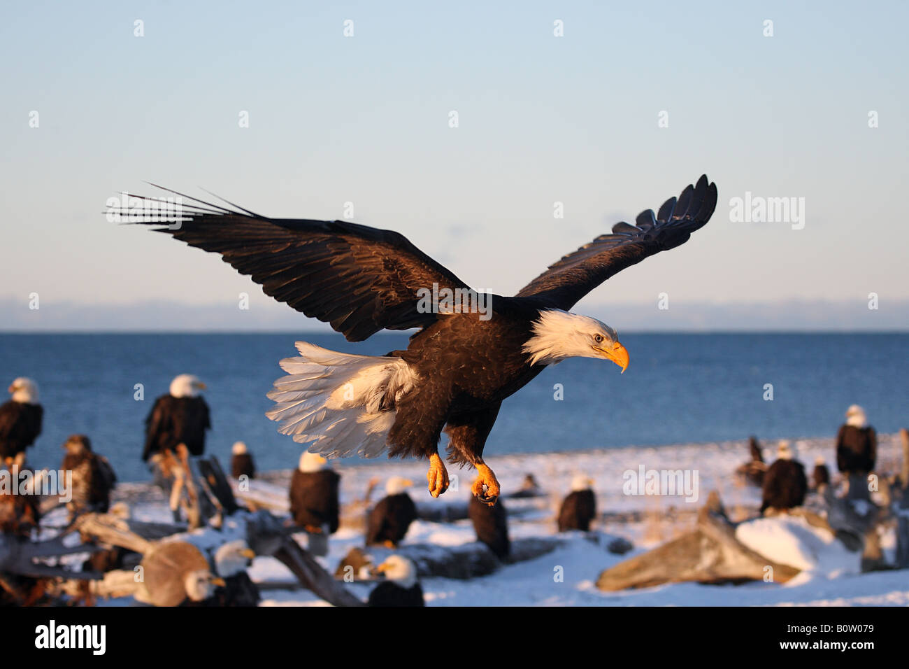 Bald Eagle (Haliaeetus leucocephalus). Adult in flight Stock Photo - Alamy