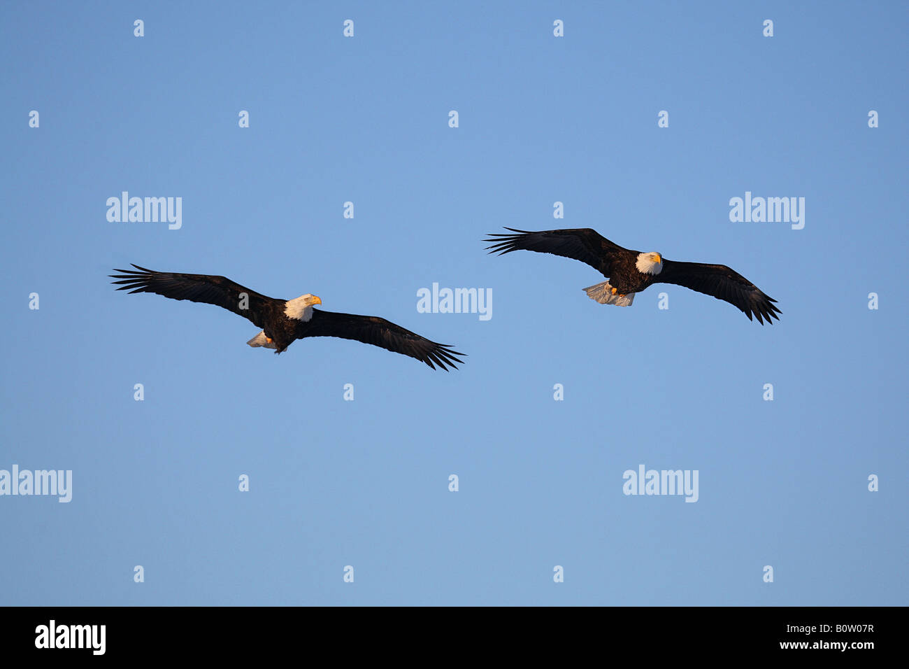 Two Eagles High Resolution Stock Photography and Images - Alamy