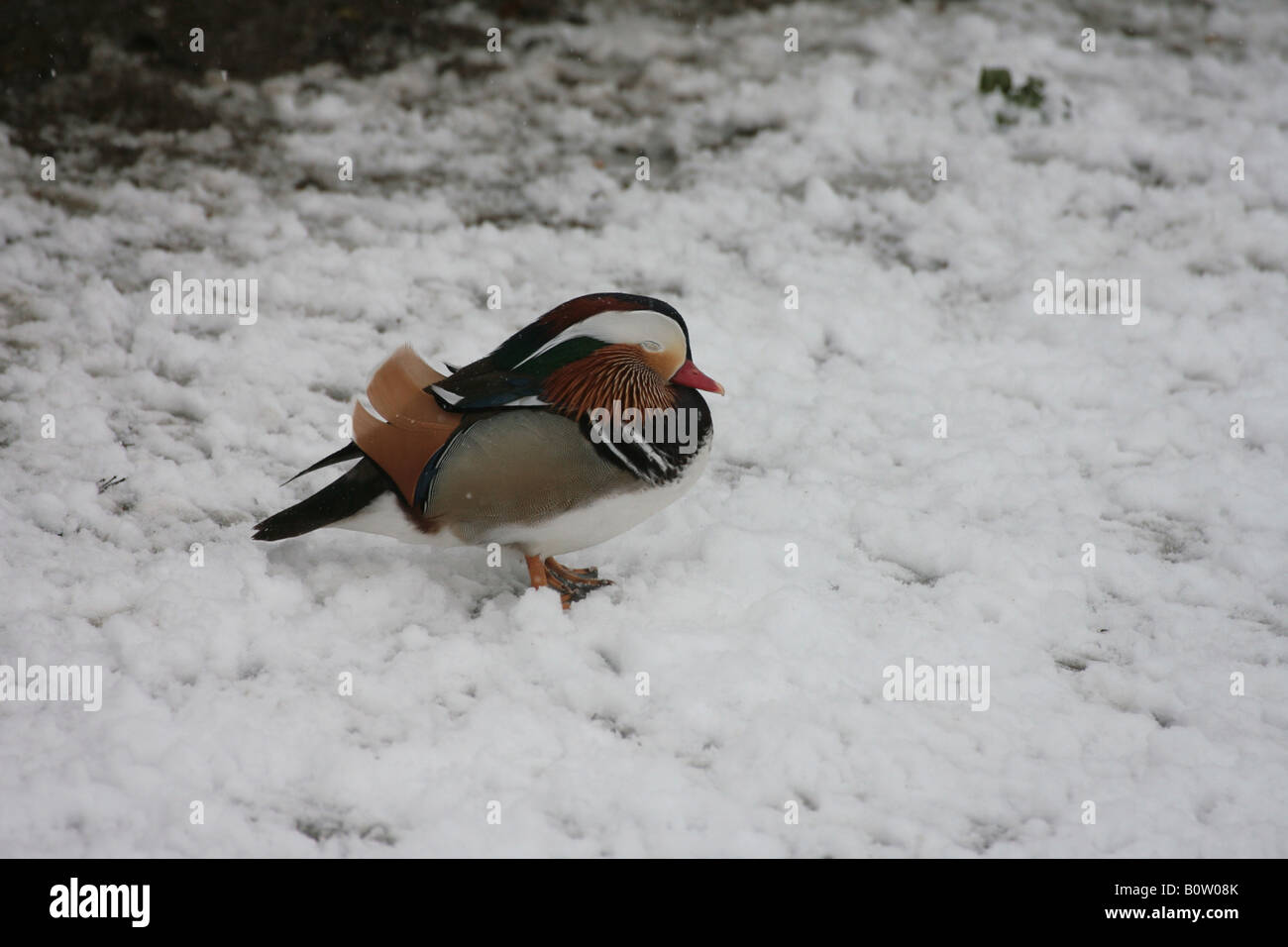 Mandarin Duck Aix galericulata in the snow Stock Photo - Alamy