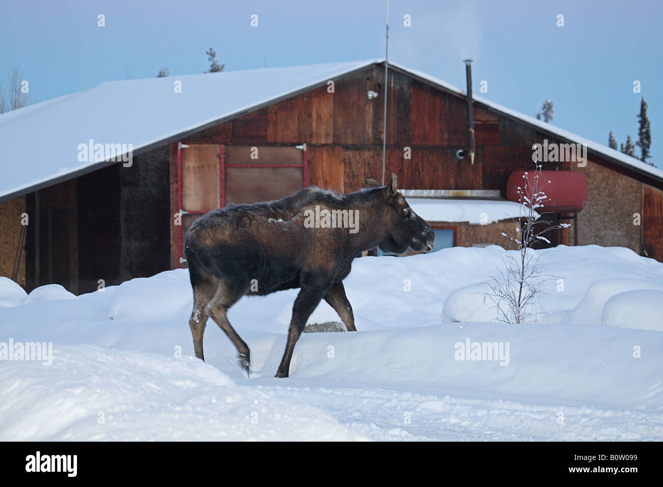 young moose - standing in front of house / Alces alces Stock Photo - Alamy