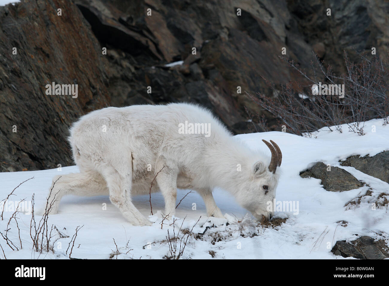 Walking with sheep hi-res stock photography and images - Alamy