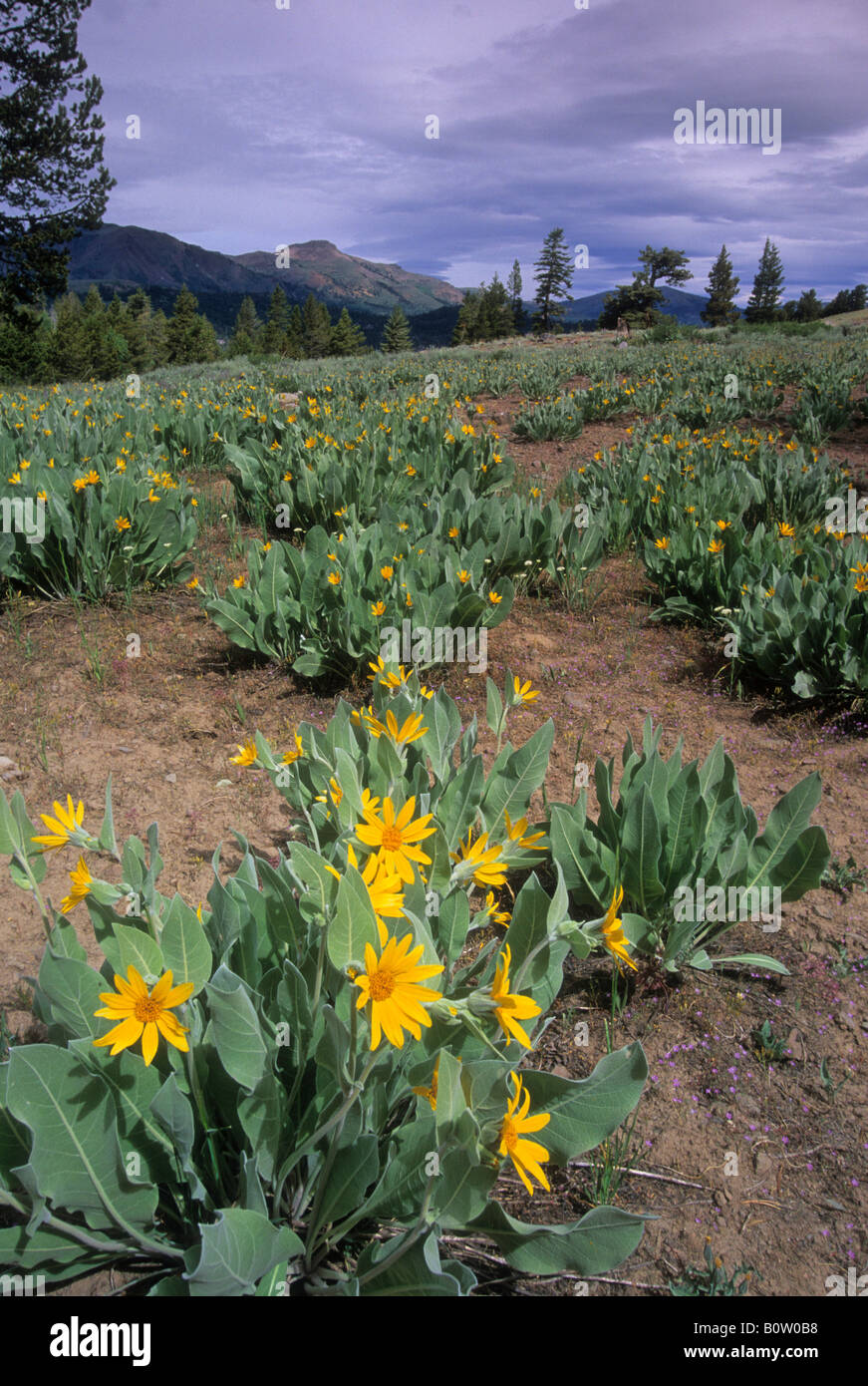 Mule ears peak hi-res stock photography and images - Alamy