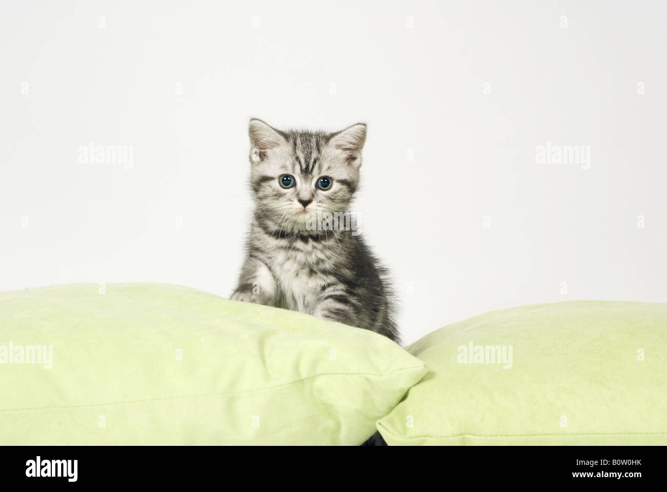 british shorthair - kitten between pillows Stock Photo - Alamy