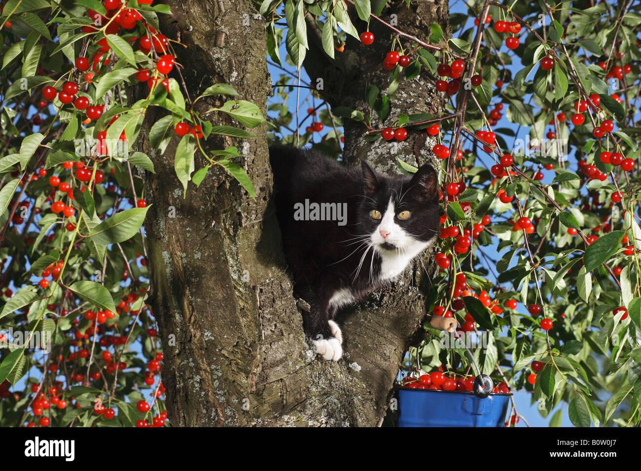 Domestic cat cherry tree hi-res stock photography and images - Alamy