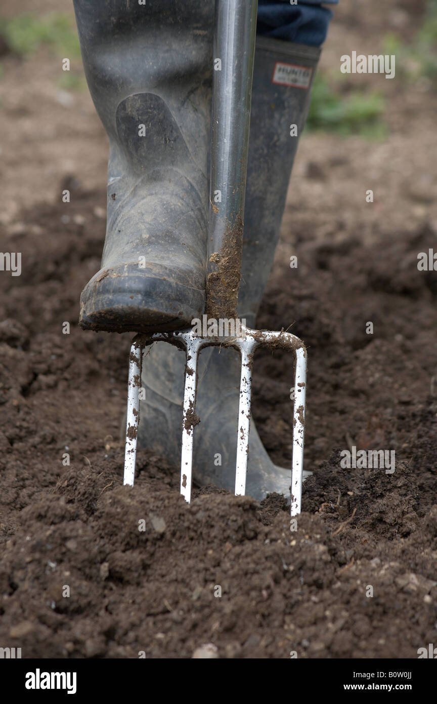 Digging soil with gardening fork Stock Photo - Alamy