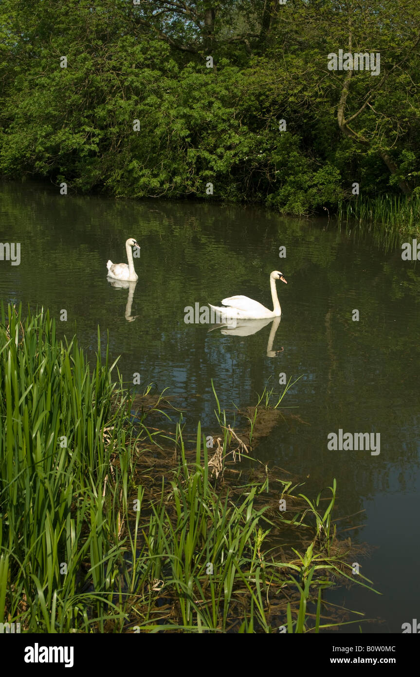 Swans swimming in canal hi-res stock photography and images - Alamy