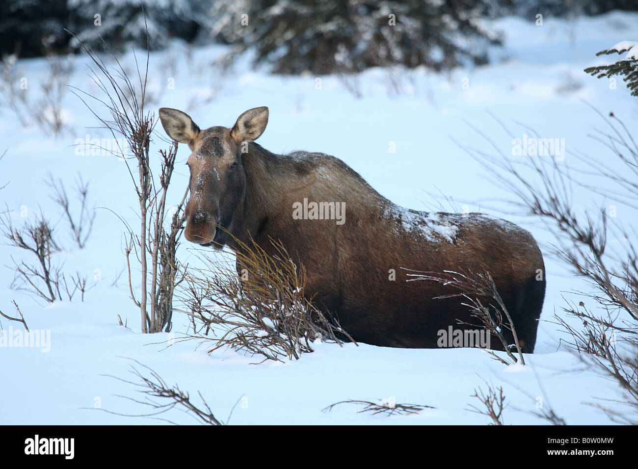 moose (female) - standing in the snow / Alces alces Stock Photo - Alamy