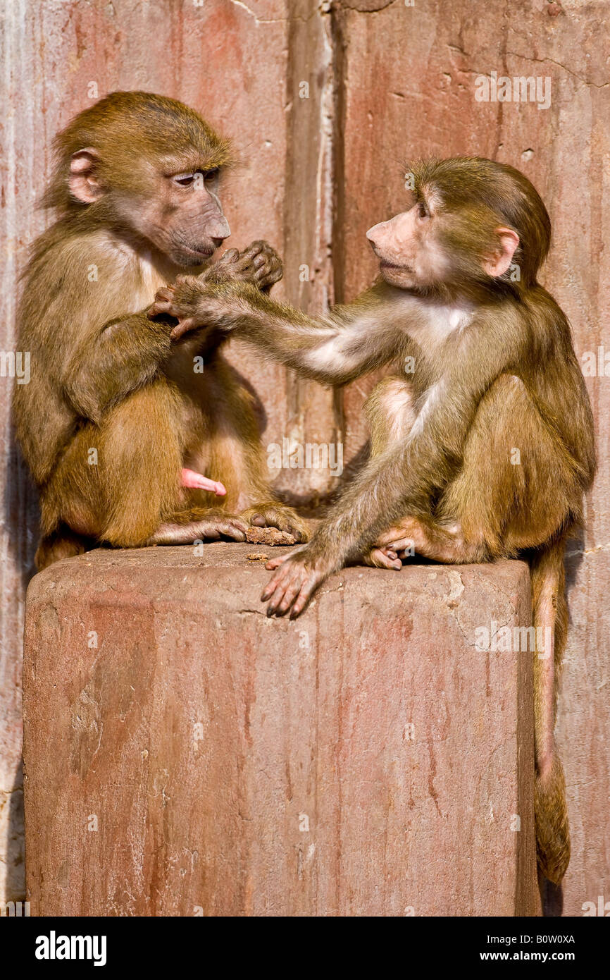 Kids and animals hi-res stock photography and images - Alamy