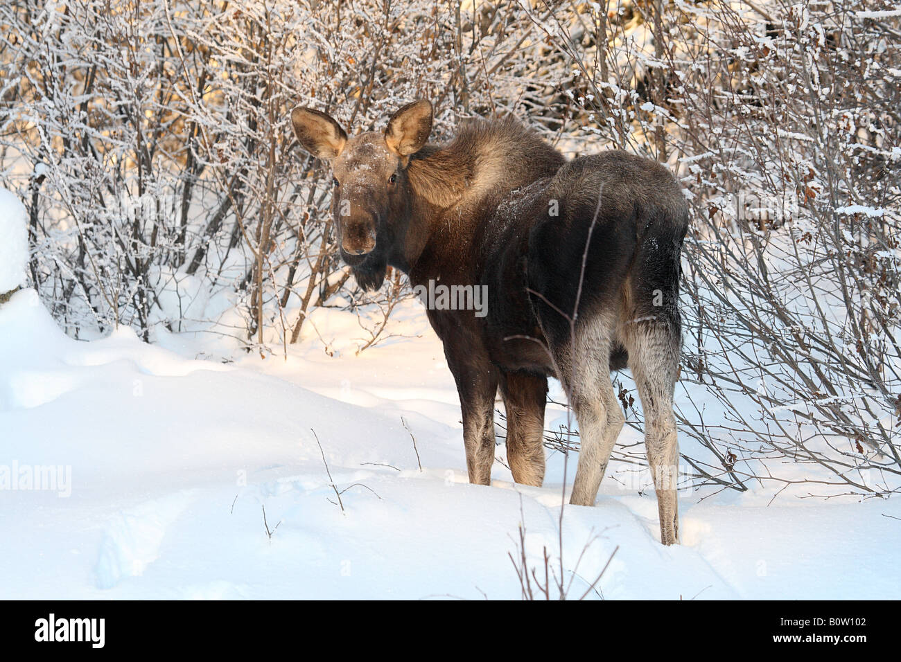 Moose Snow High Resolution Stock Photography and Images - Alamy