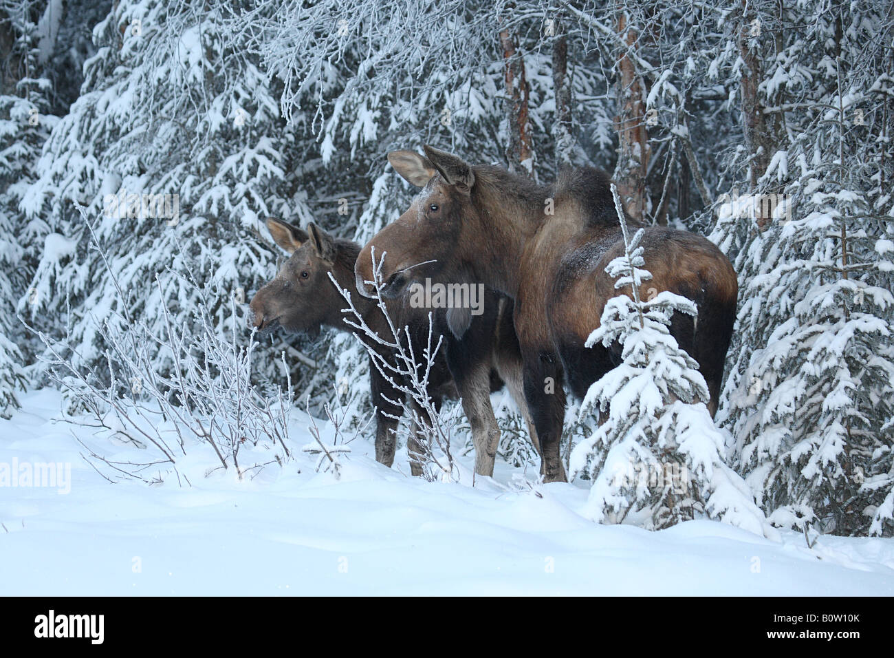 Elk cub hi-res stock photography and images - Alamy