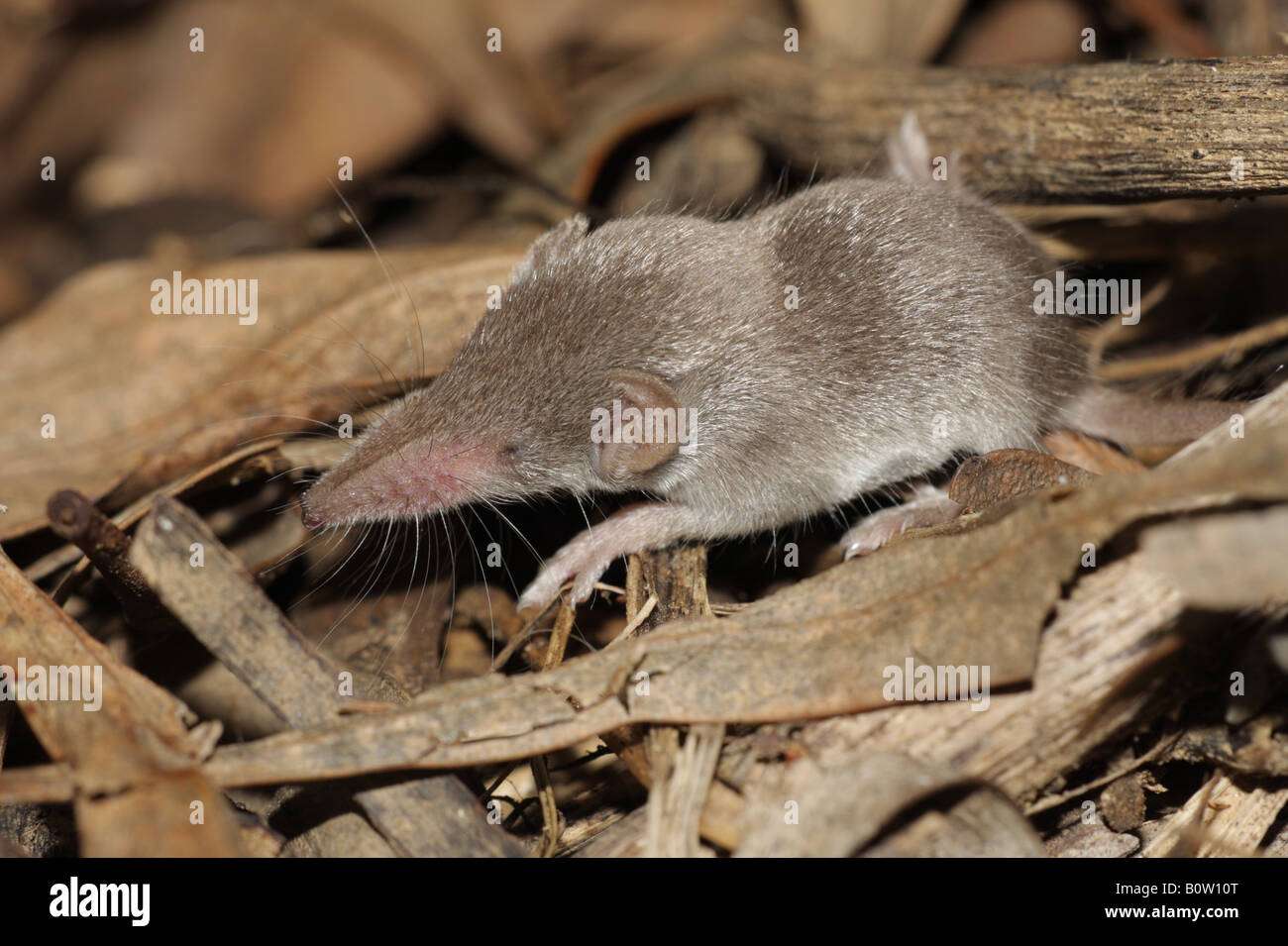 White Toothed Shrew - Crocidura sp Stock Photo - Alamy