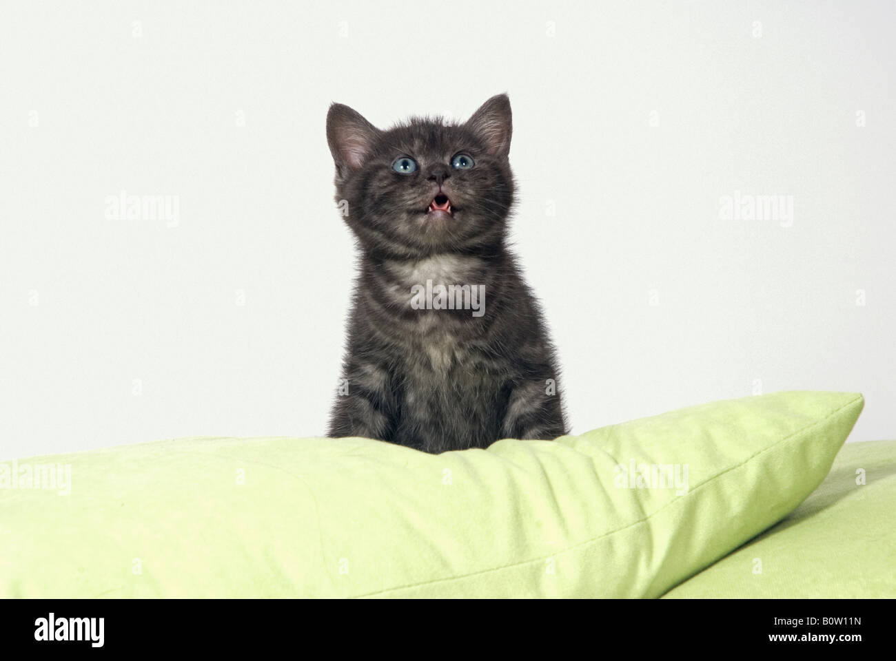 Domestic shorthair cat pet sit hi-res stock photography and images - Alamy