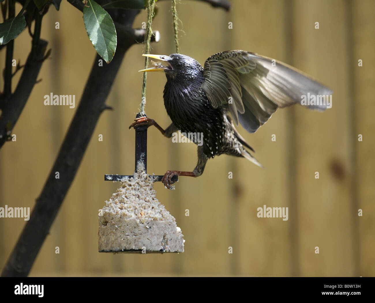Fat ball for birds hi-res stock photography and images - Alamy