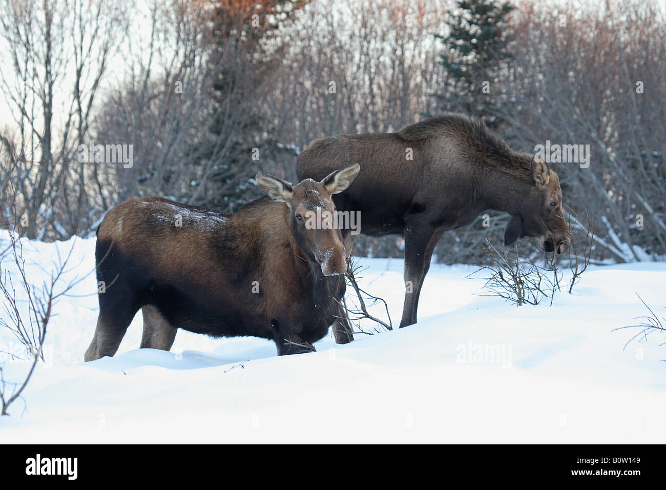 Standing cub hi-res stock photography and images - Alamy