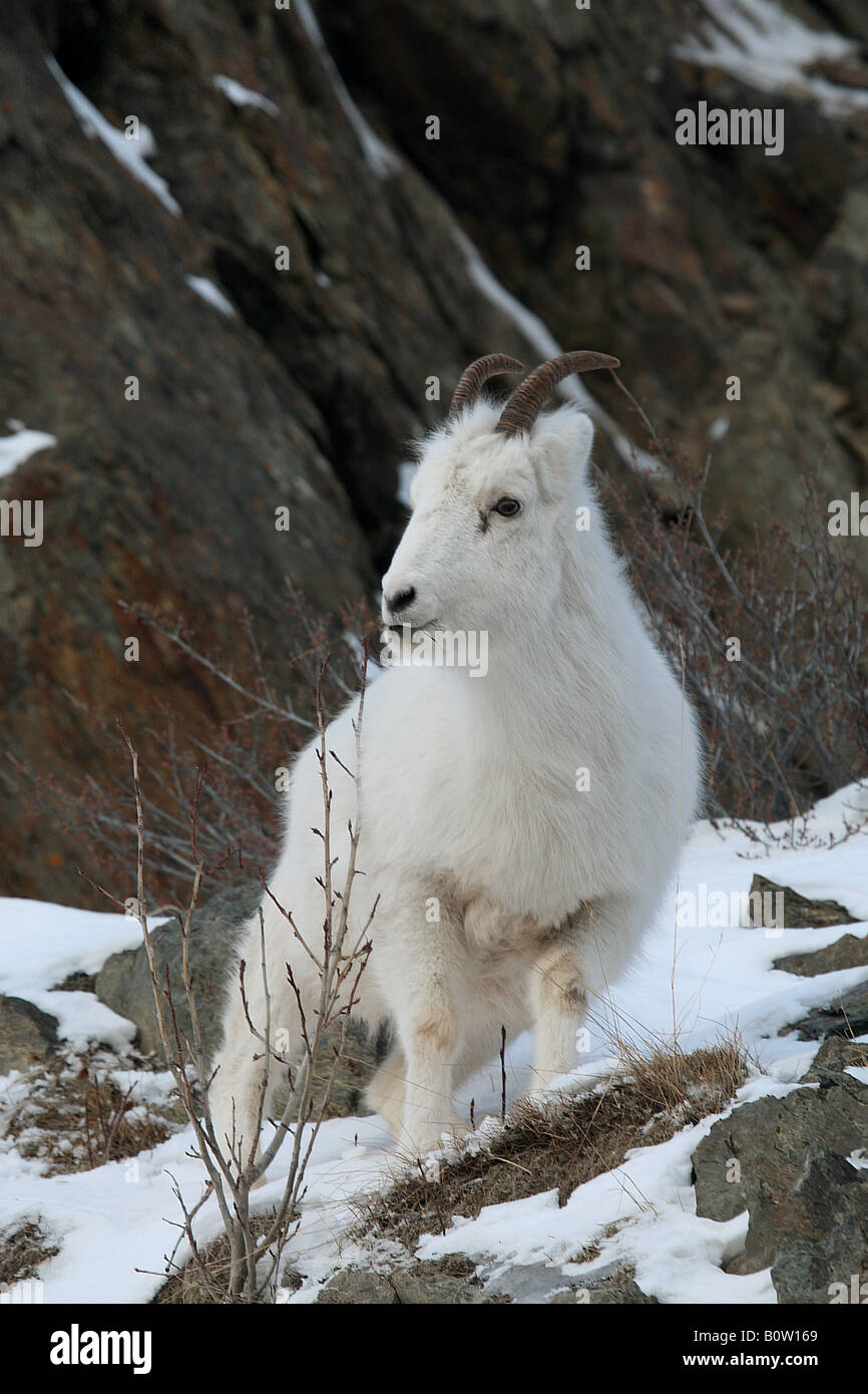 Dall sheep hi-res stock photography and images - Alamy