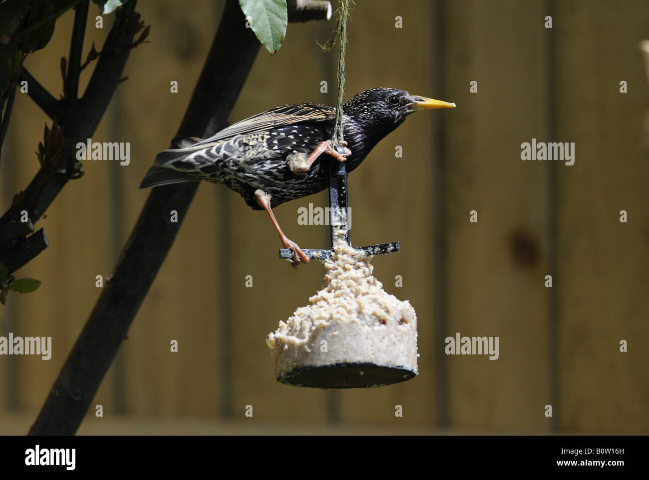 A starling Sturnus vulgaris feeding on a fat ball containing insects in ...