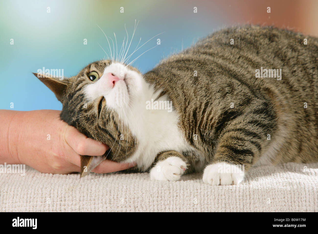 cat being crawled Stock Photo - Alamy