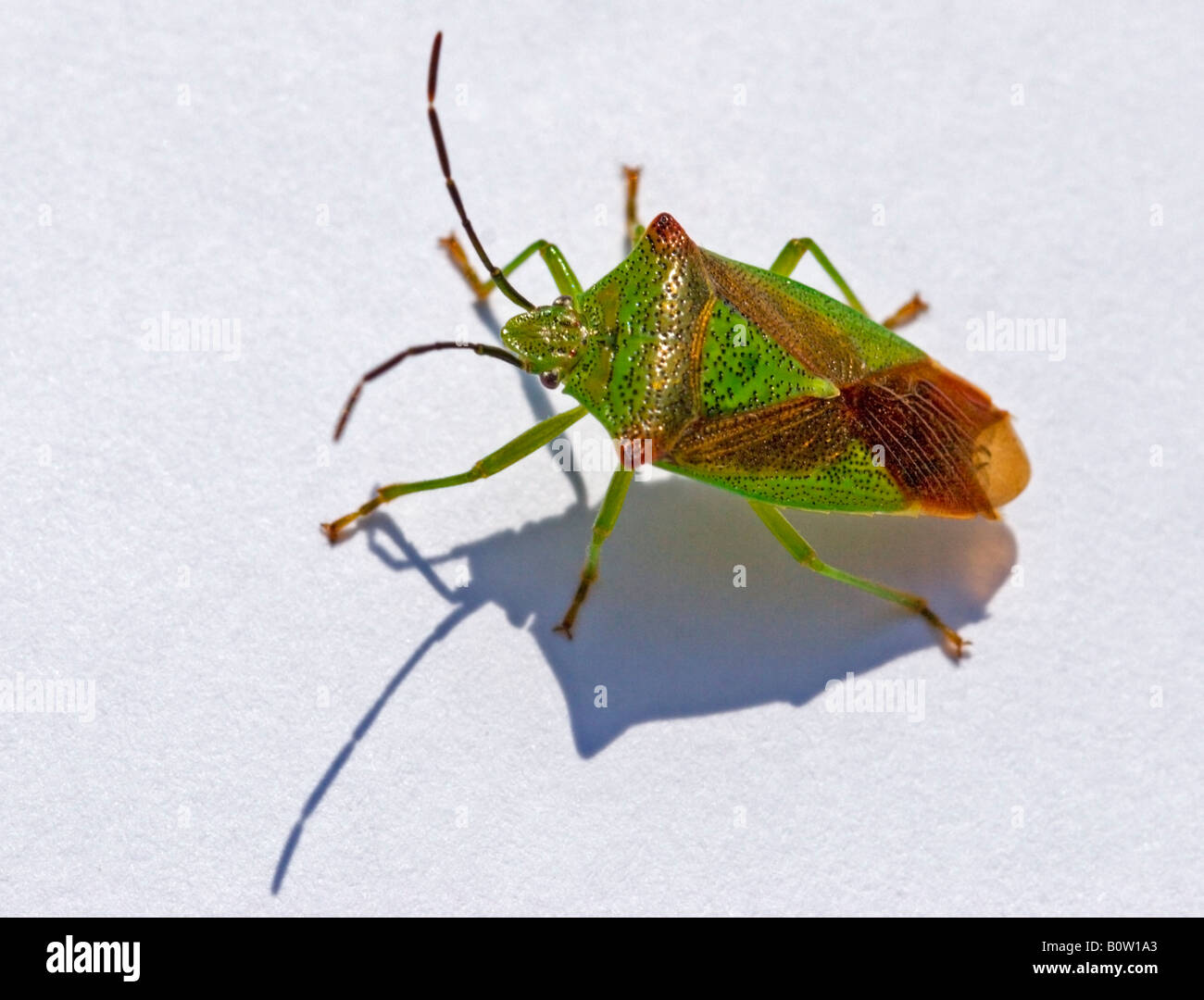 Green Shield Bug Stock Photo - Alamy