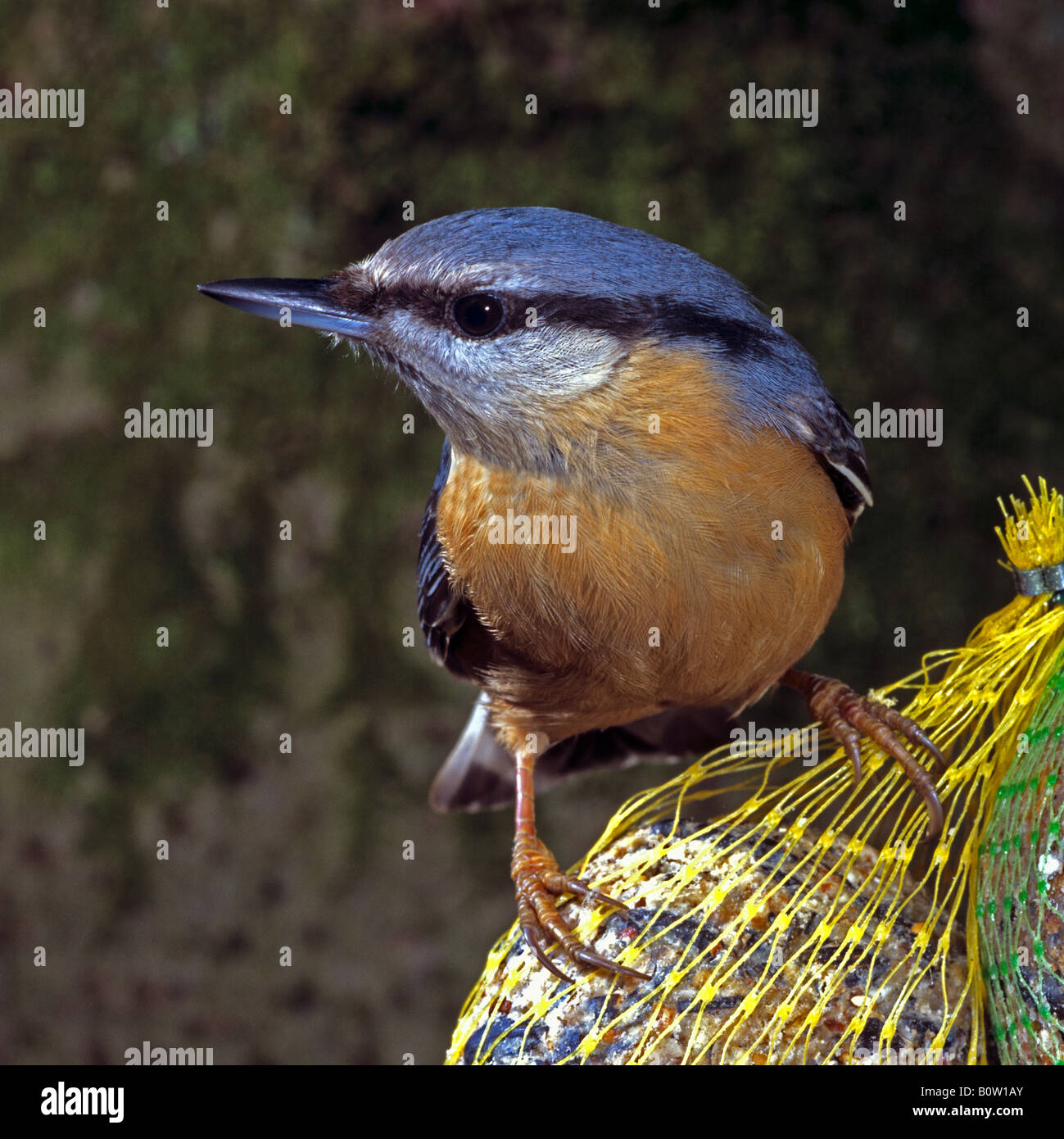 Eurasian nuthatch / Sitta europaea Stock Photo - Alamy