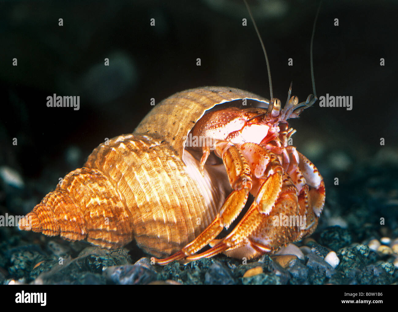 Common Hermit Crab, Bernhard's Hermit Crab (Pagurus bernhardus ...