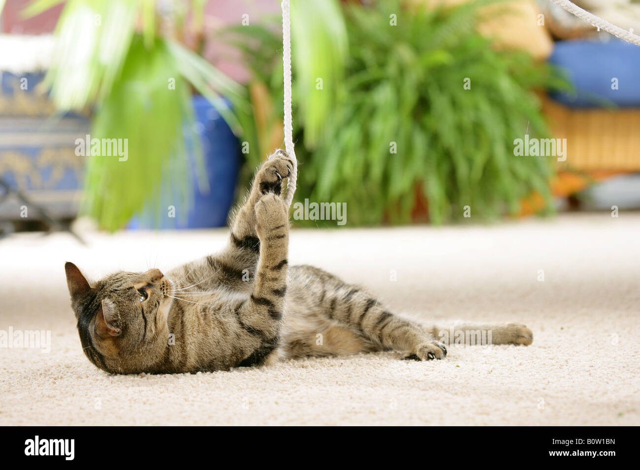 domestic cat - playing Stock Photo - Alamy